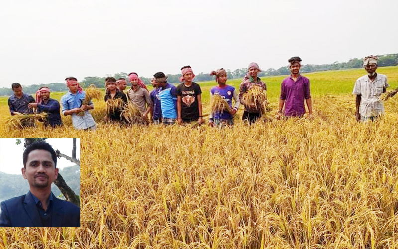রোজা রেখেও হাজীগঞ্জে কৃষকের ধান কেটে দিলো জয় বাংলা স্কোয়াড ...